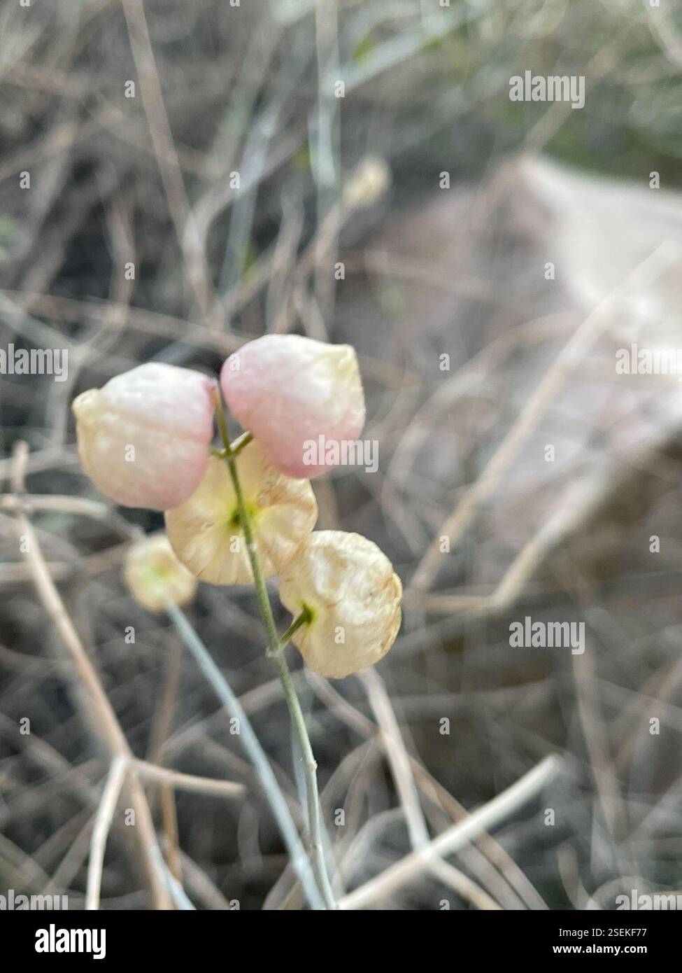Paperbag Bush (Scutellaria mexicana), Plantae, Clark County, US-NV, US ...
