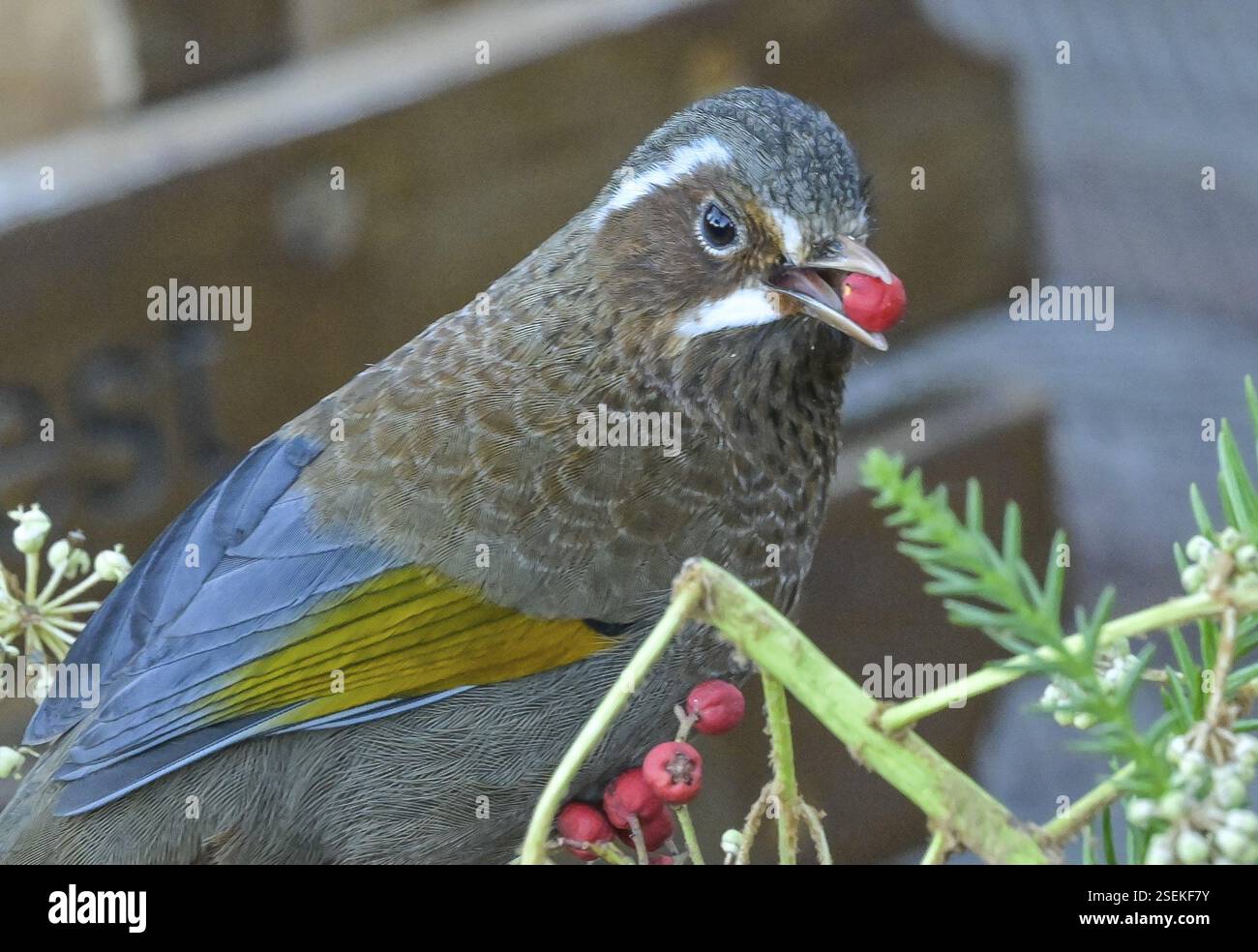 White-bearded Jay (Trochalopteron morrisonianum), Alishan National ...