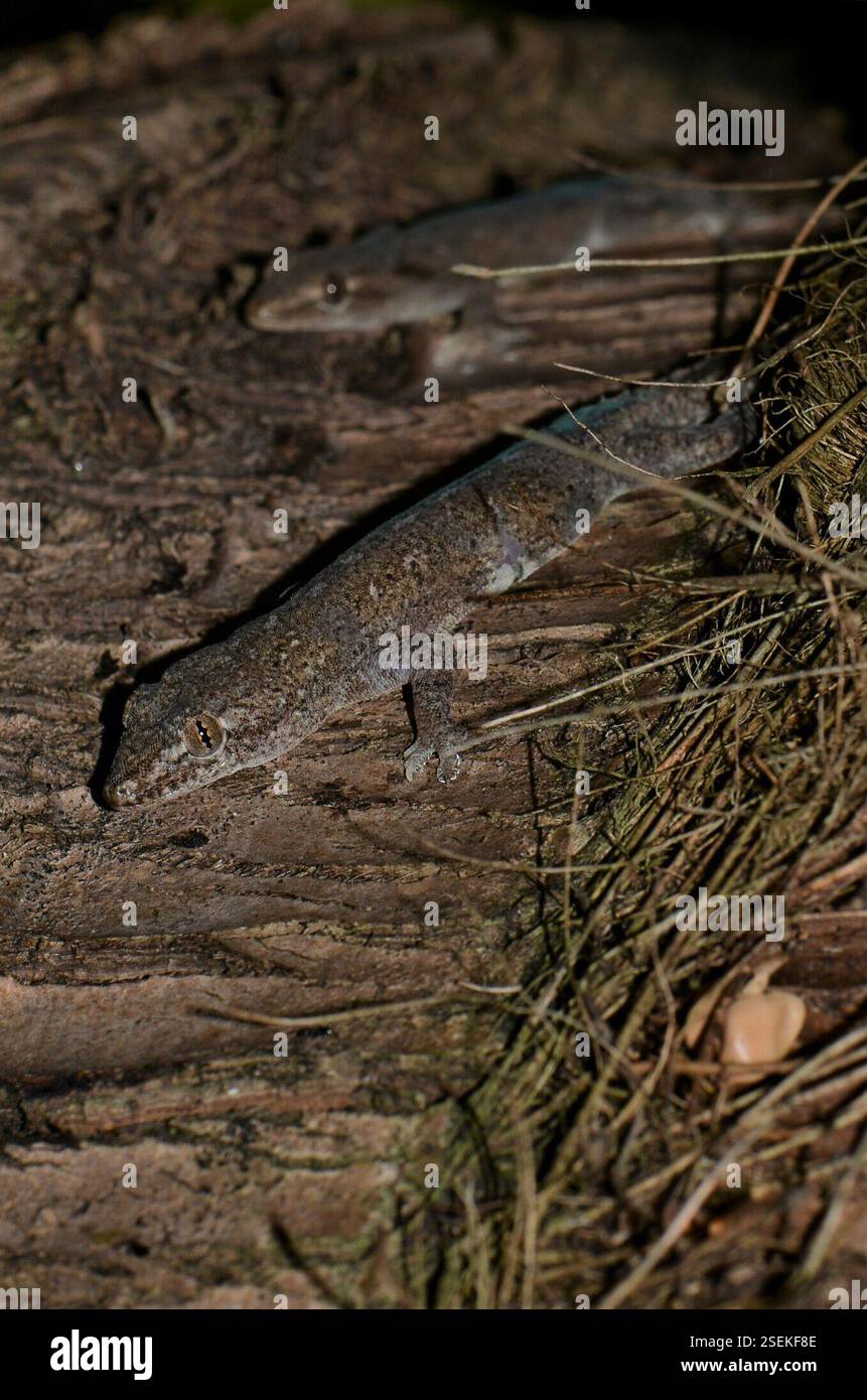 Asian House Gecko (Hemidactylus frenatus), Reptilia, Eden Island ...