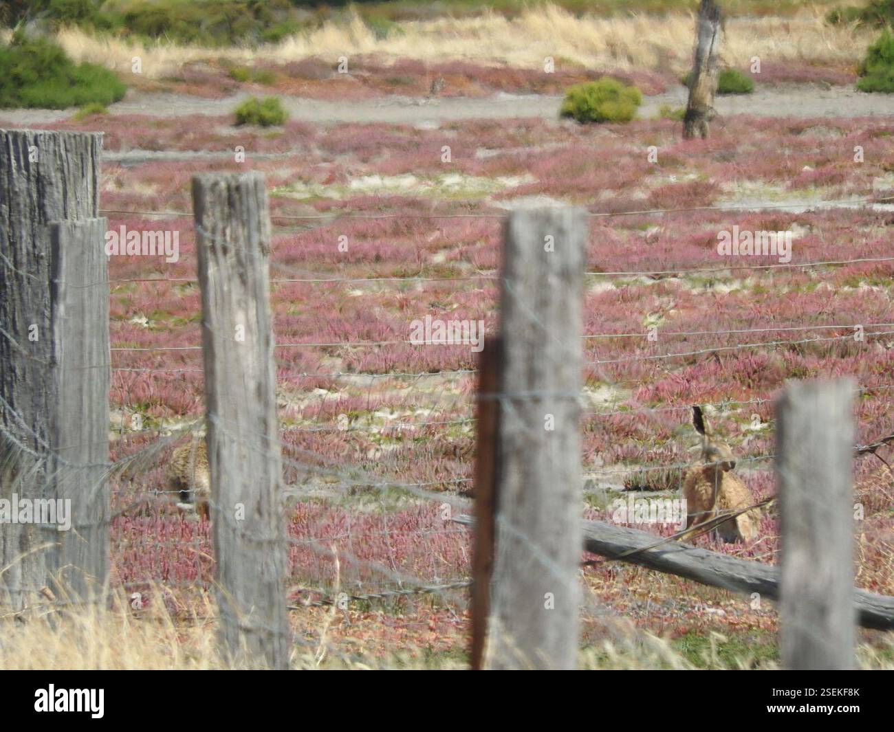 Brown Hare (Lepus europaeus), Mammalia, Penna TAS 7171, Australia Stock ...