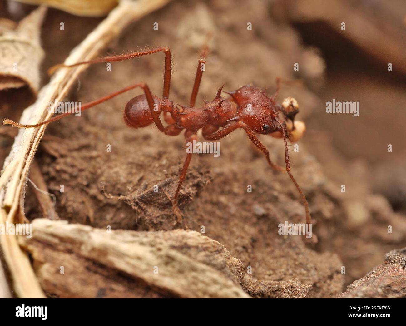Chicatana Leafcutter Ant (Atta mexicana), Insecta, Municipio Malinalco ...