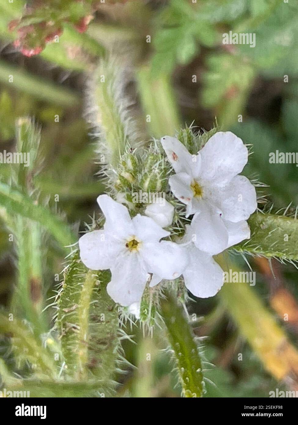 Clearwater cryptantha (Cryptantha intermedia), Plantae, Torrey Pines ...
