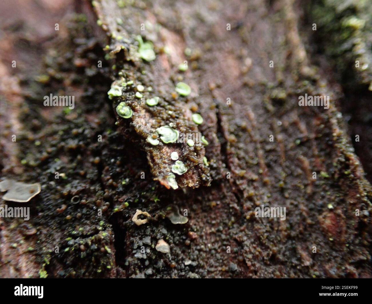 Elf Ears lichen (Normandina pulchella), Fungi, Colwood, BC, Canada, on ...