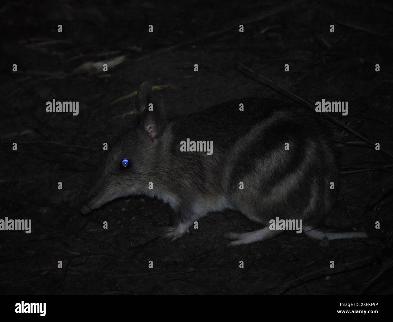 Eastern Barred Bandicoot (Perameles gunnii), Mammalia, Hobart TAS ...