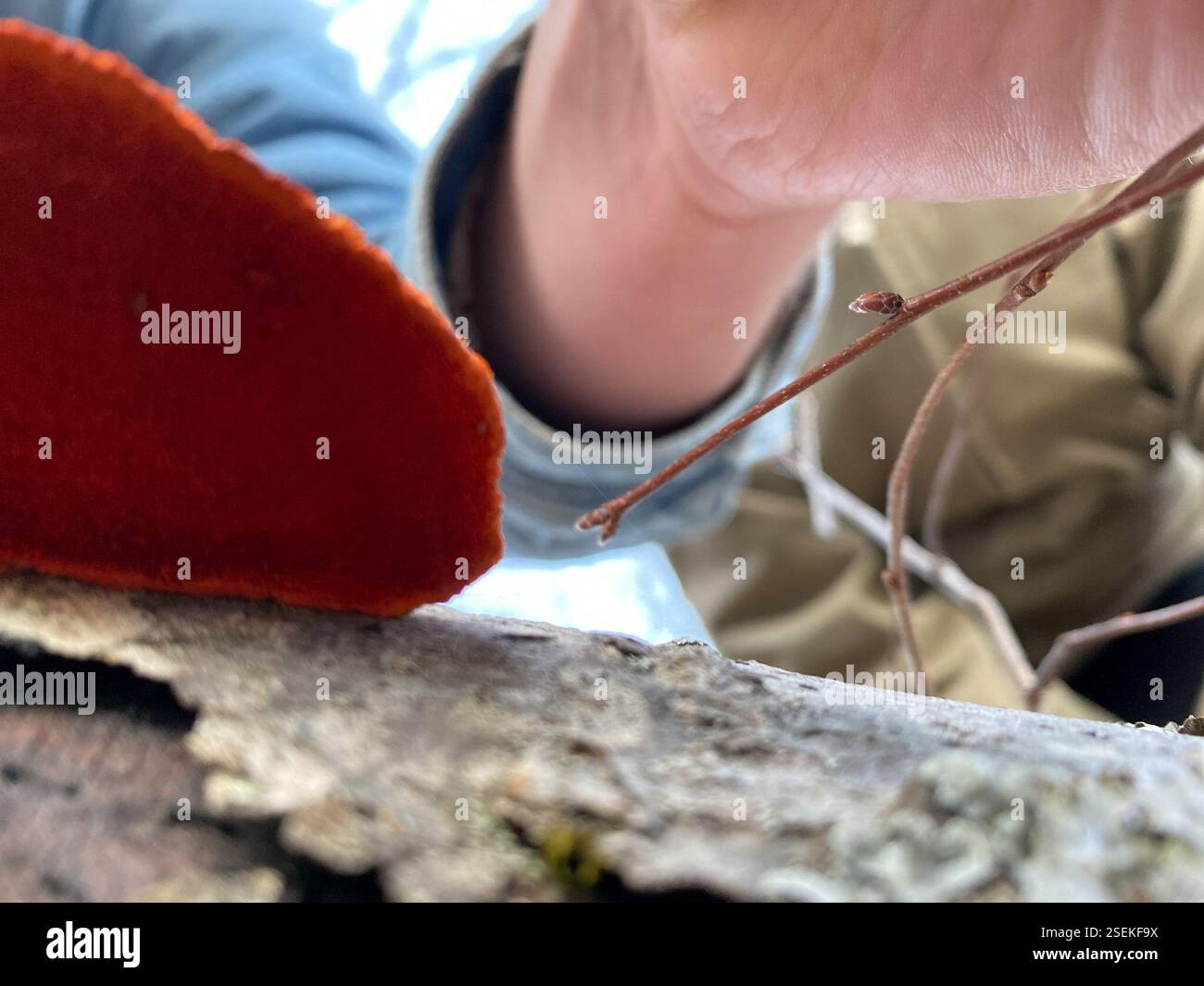 Northern Cinnabar Polypore (Trametes cinnabarina), Fungi, Hillside Cir ...