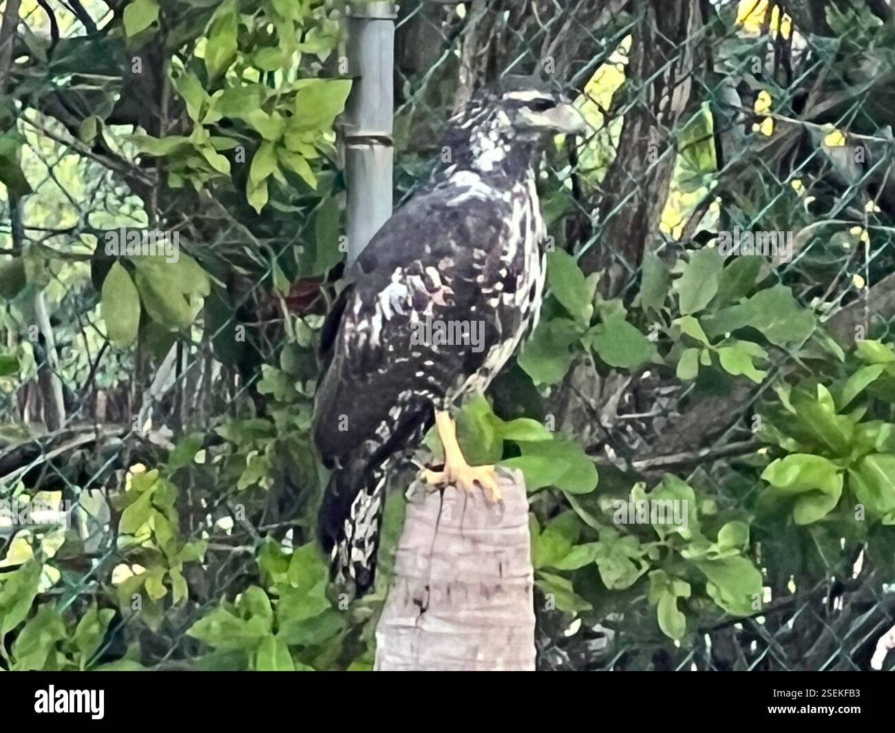 Common Black Hawk (Buteogallus anthracinus), Aves, Belize, Belize Stock ...