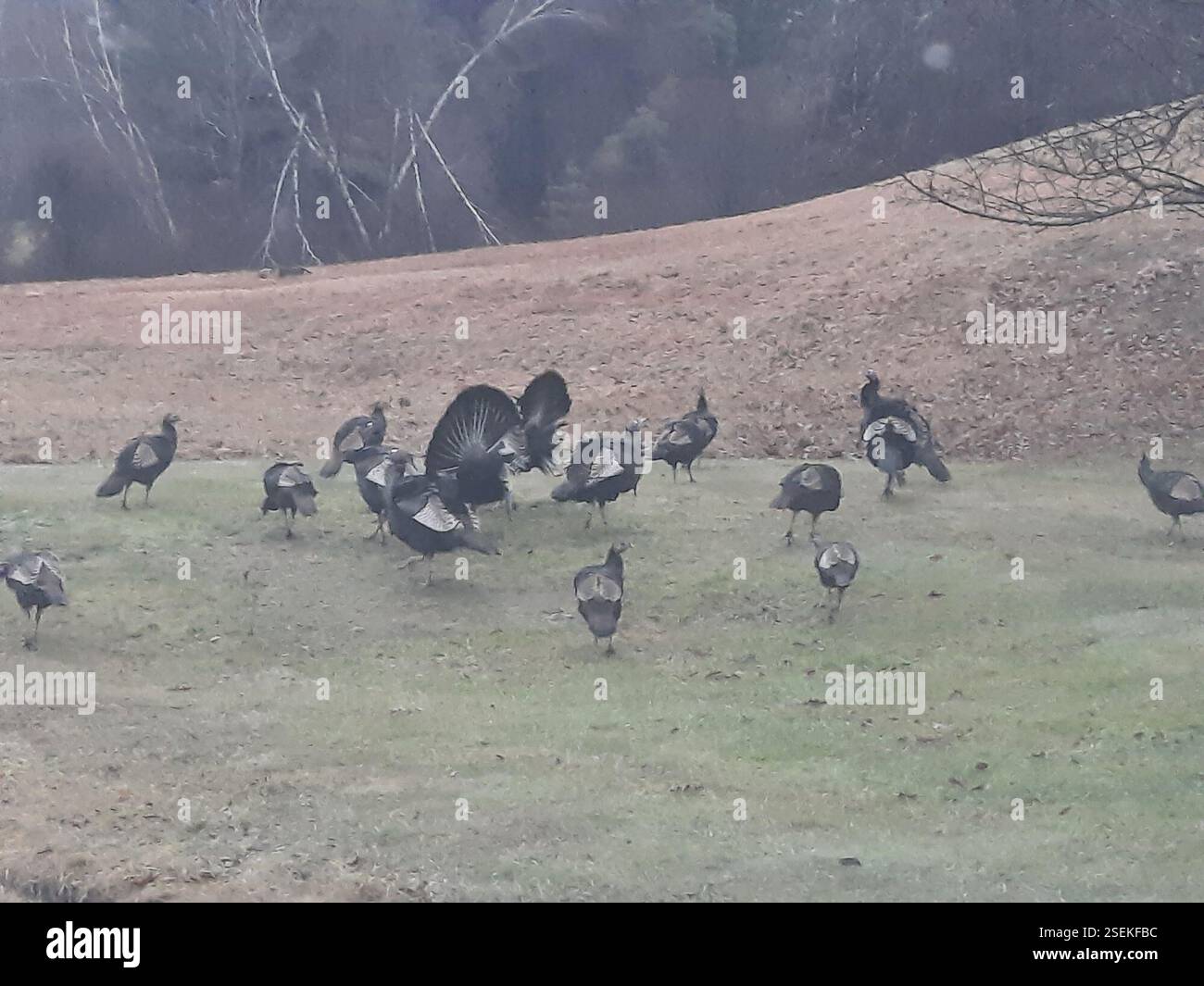 Wild Turkey (Meleagris gallopavo), Aves, Ashfield, MA, USA Stock Photo ...
