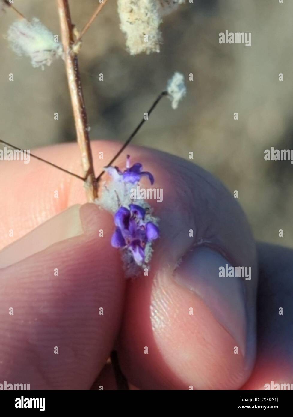 woolly desert lavender (Condea laniflora), Plantae, La Paz, BCS, Mexico ...