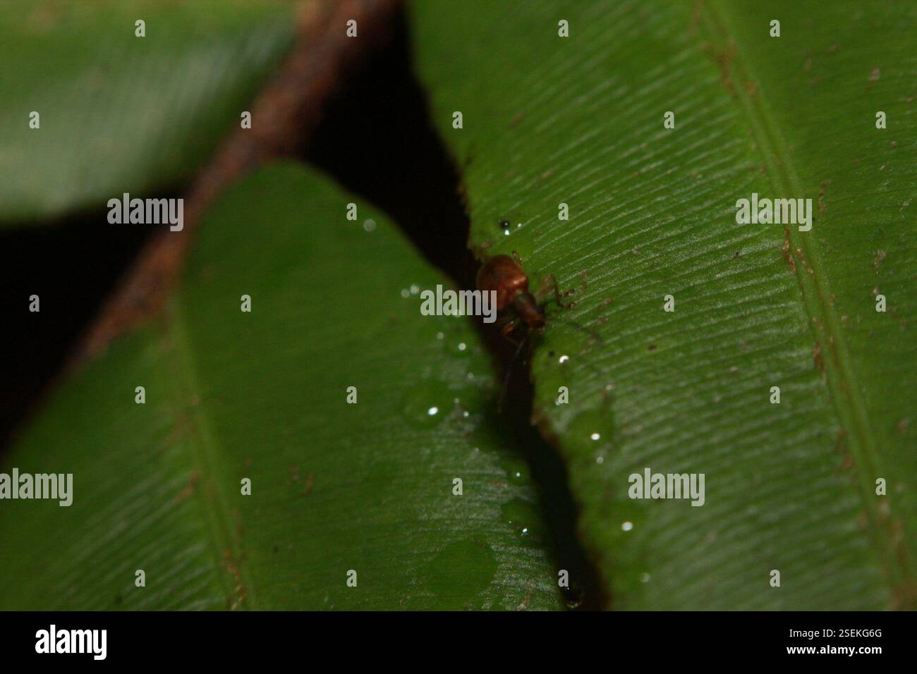 Leaf Beetles (Chrysomelidae), Insecta, Oxapampa, Peru Stock Photo - Alamy