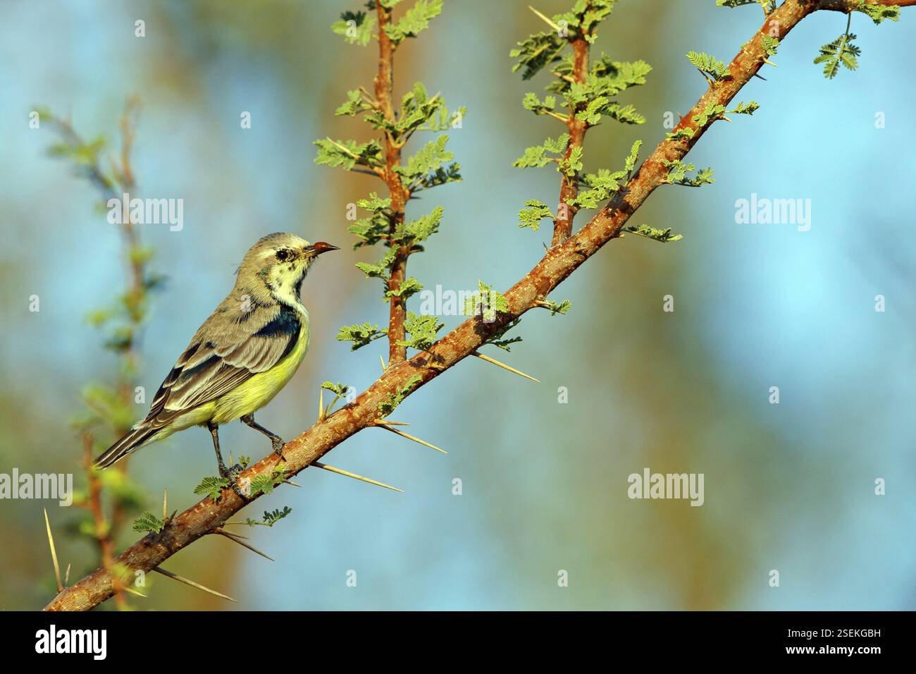 Honeybird, (Anthodiaeta metallica), perching bird, honey sucker, family ...