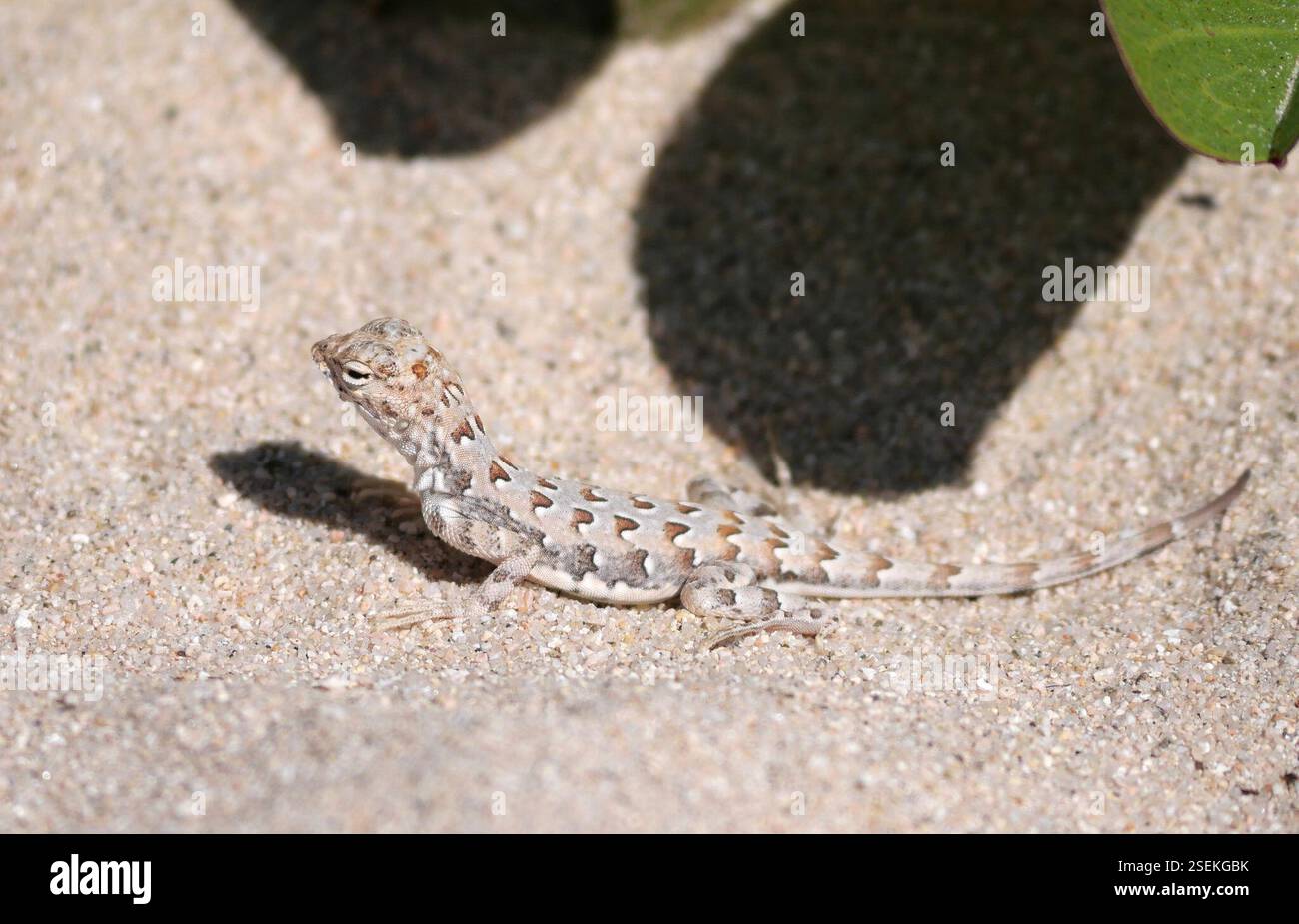 Zebra-tailed Lizard (Callisaurus draconoides), Reptilia, Municipio Los ...