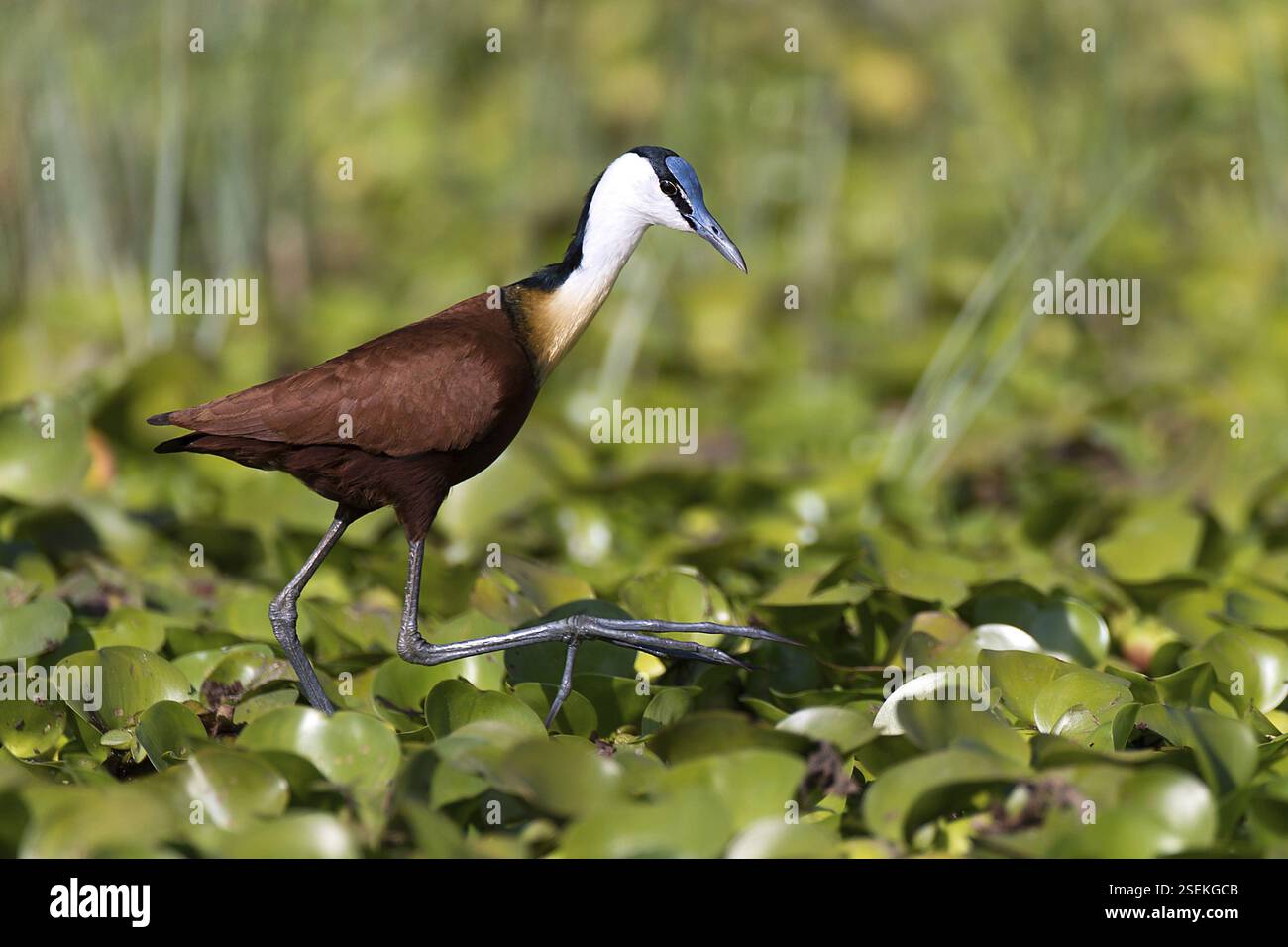 Blue-fronted Plover, (Actophilornis africanus), Lake Naivasha, Kenya ...
