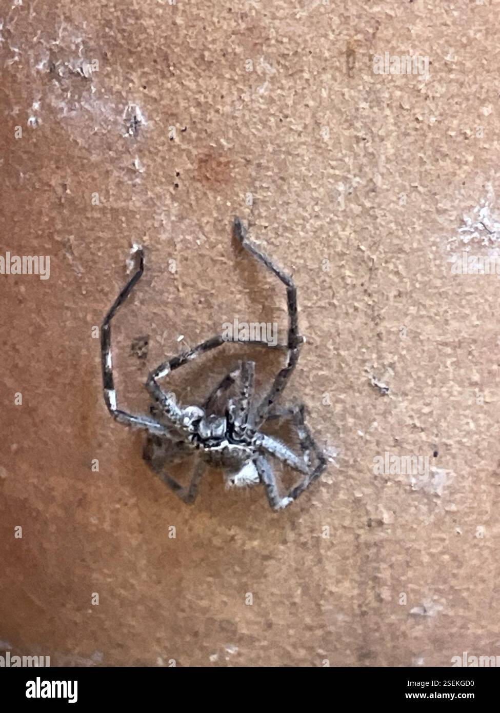 Victorian Huntsman Spider (Isopedella victorialis), Arachnida Stock ...