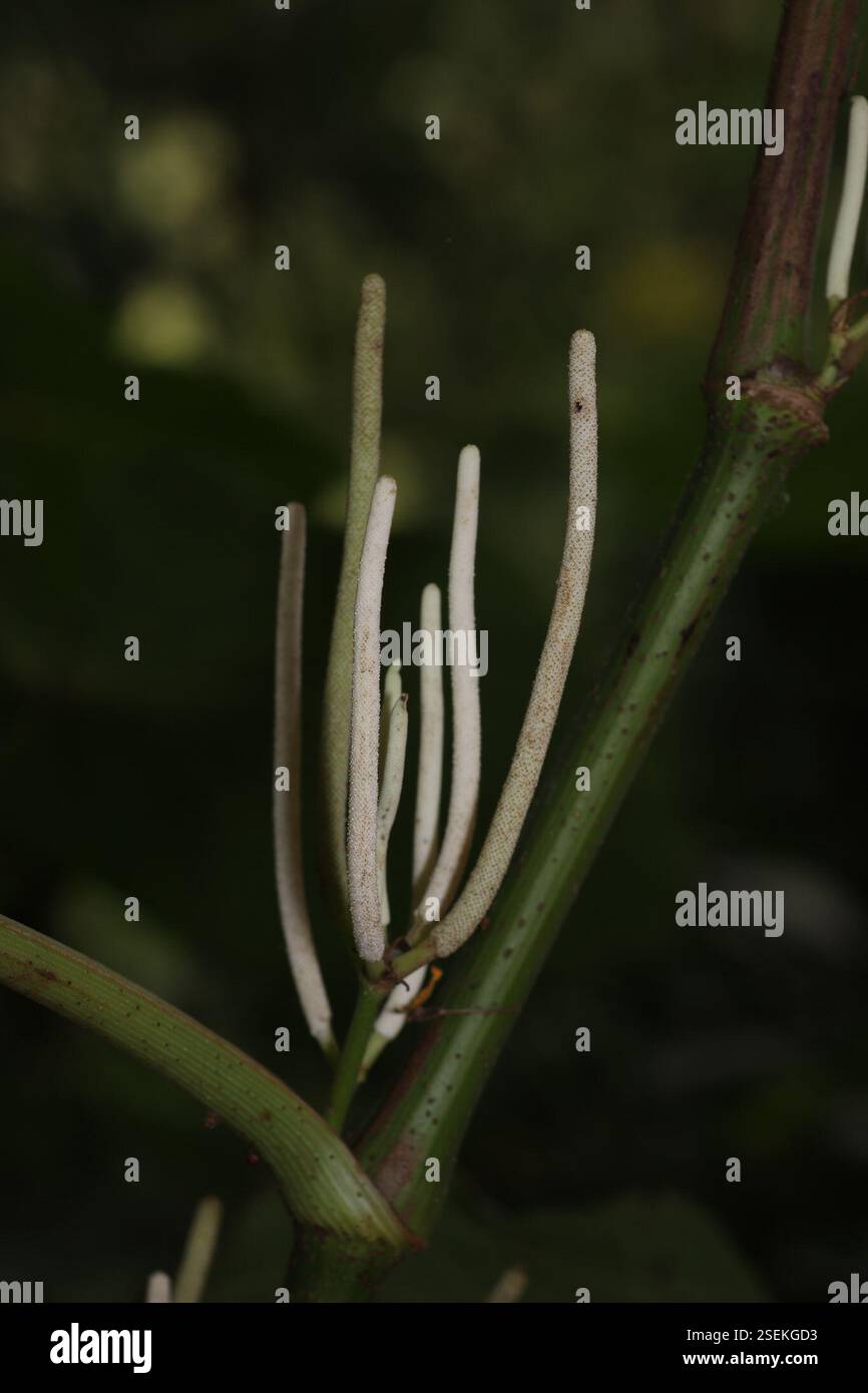 pariparoba (Piper umbellatum), Plantae, Araçariguama, SP, 18147-000 ...
