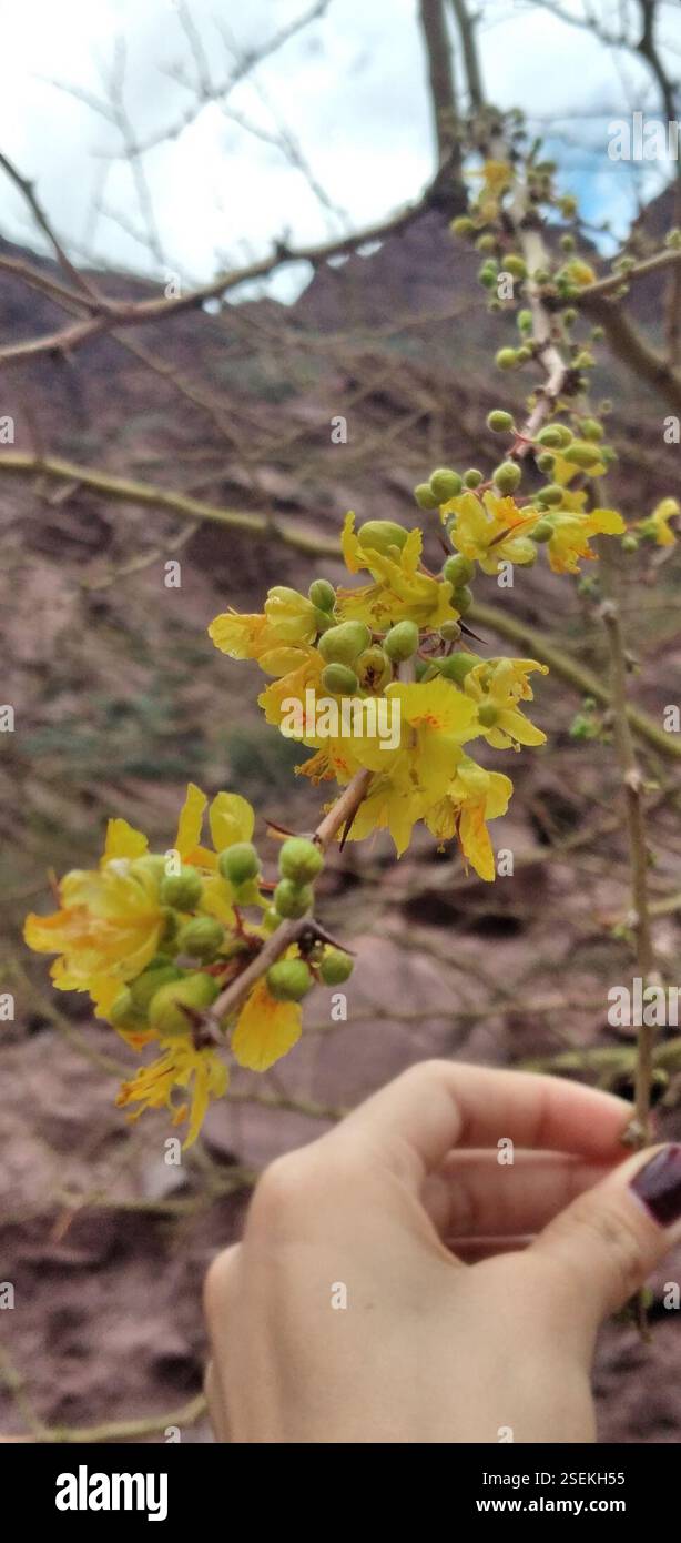 palo brea (Parkinsonia praecox), Plantae, Guachipas, Salta, Argentina ...