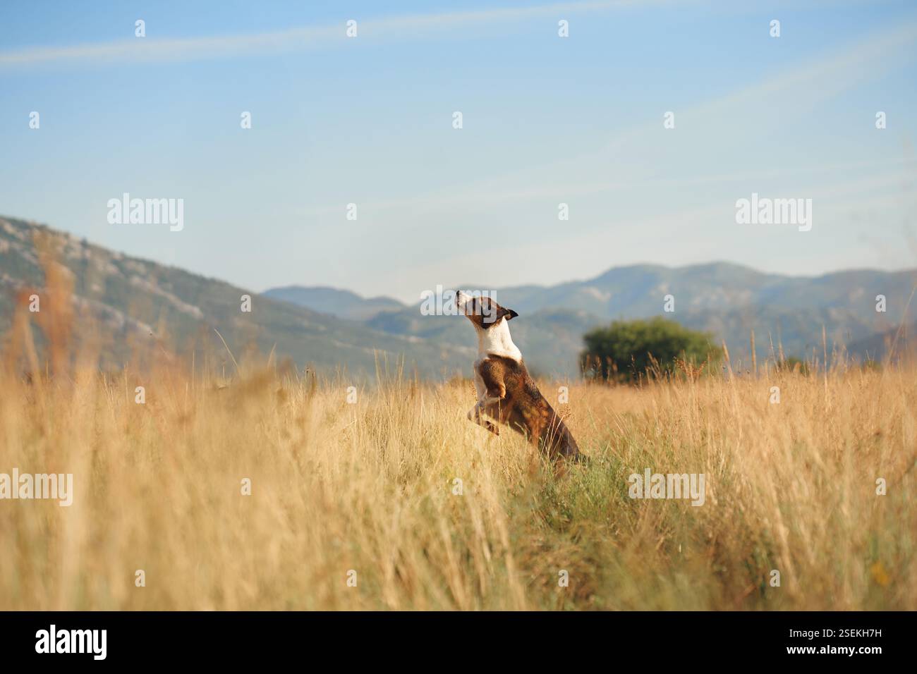 A brown dog leaping in a field of tall grass under a clear blue sky ...