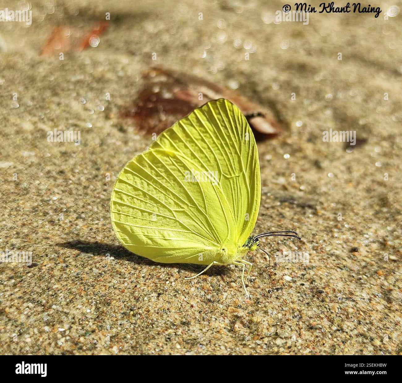 Tree Yellow (Gandaca harina), Insecta, Hpa-An Stock Photo - Alamy