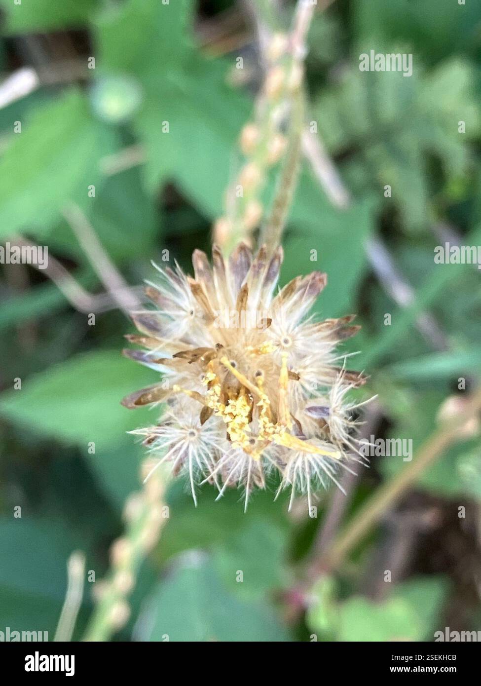 Tridax daisy (Tridax procumbens), Plantae, Saint Georges, MS Stock ...