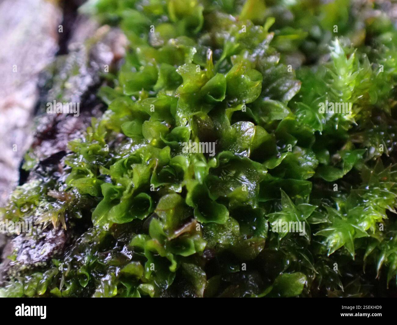 Water Screw-moss (Syntrichia latifolia), Plantae, Nanaimo, BC, Canada ...