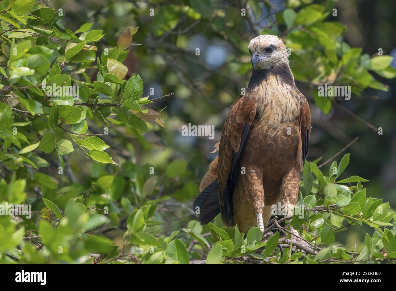 Fish Buzzard (Busarellus nigricollis), Pantanal, inland, wetland ...