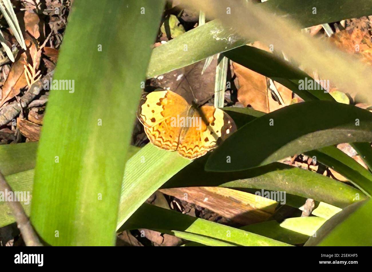 Rustic (Cupha erymanthis), Insecta, National Kandawgyi Botanical ...