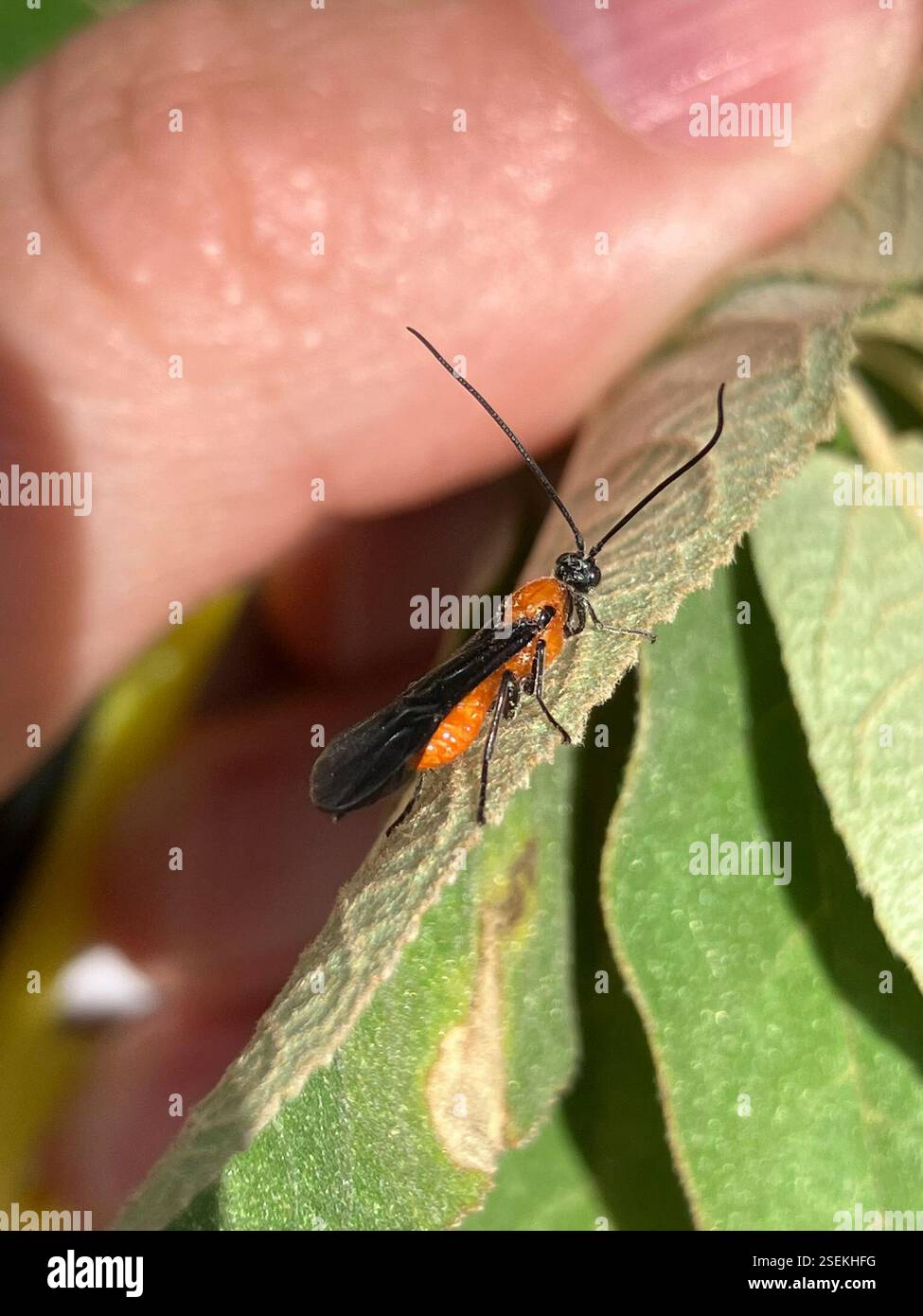 Braconid Wasps (Braconidae), Insecta, Saint Peter, MS Stock Photo - Alamy
