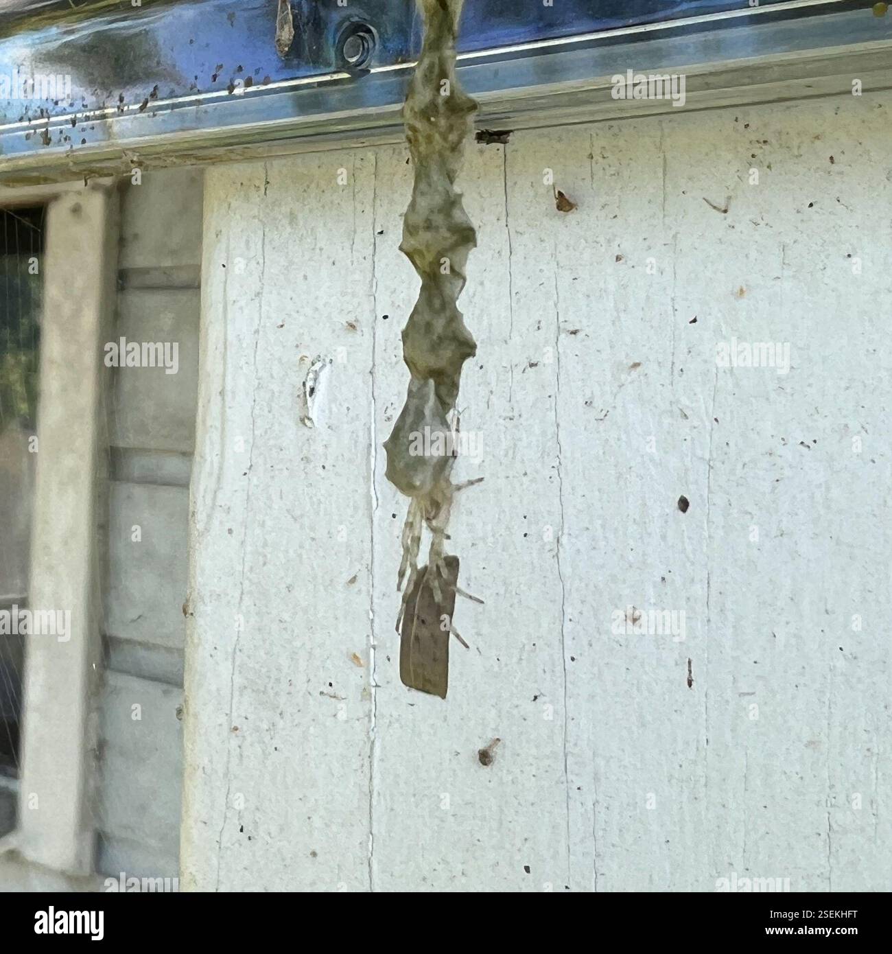 Bifurcate Trashline Orbweaver (Allocyclosa bifurca), Arachnida, Santa ...