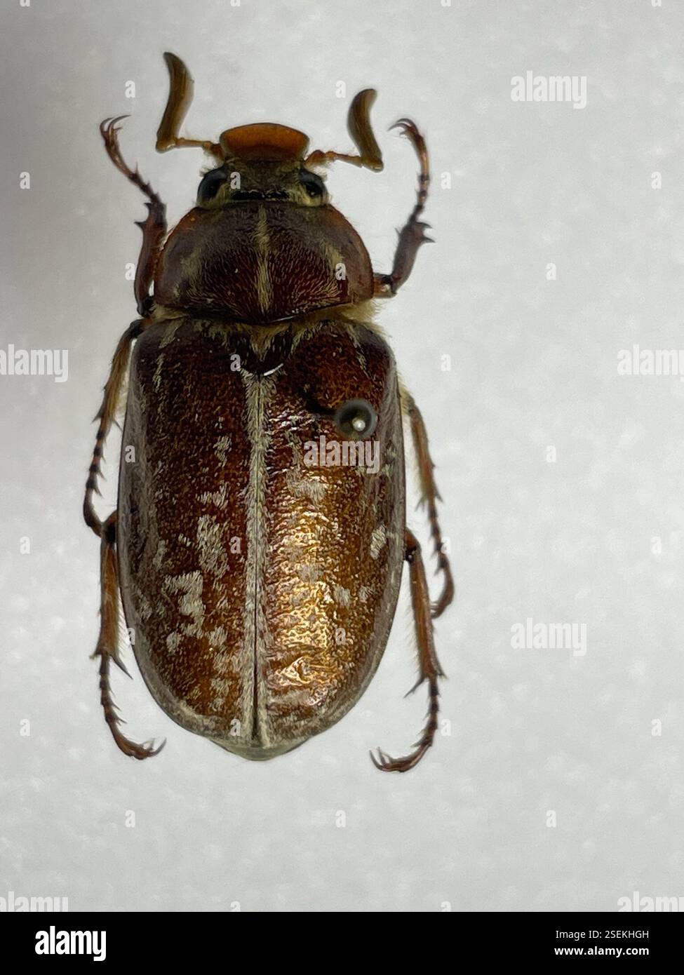 Variegated june beetle hi-res stock photography and images - Alamy