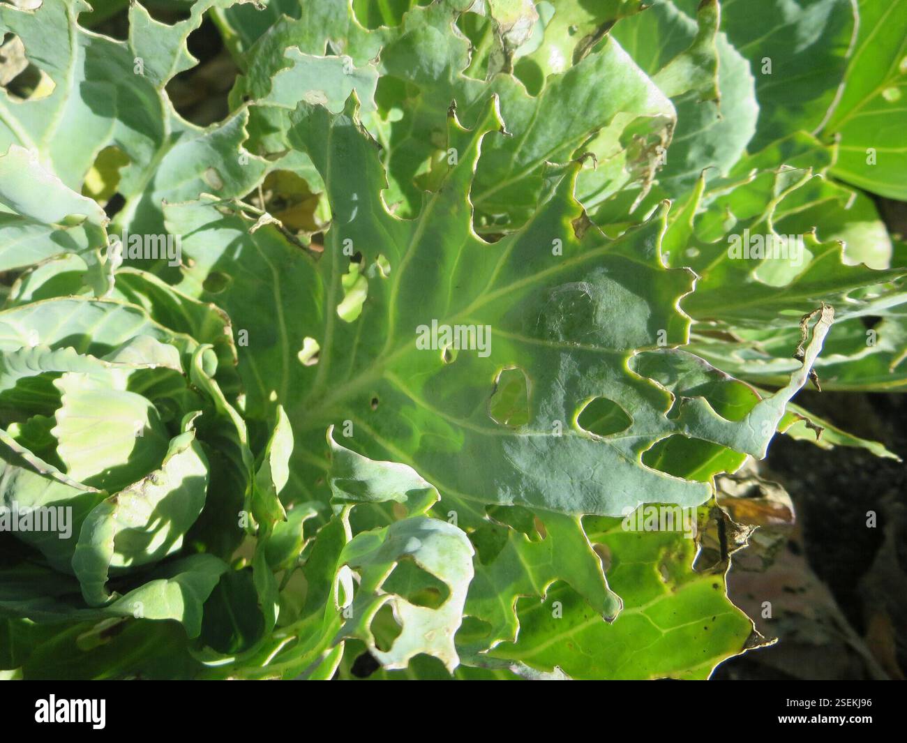Insects (Insecta), Insecta, WF NFN "Community" Garden, Savannah, GA ...