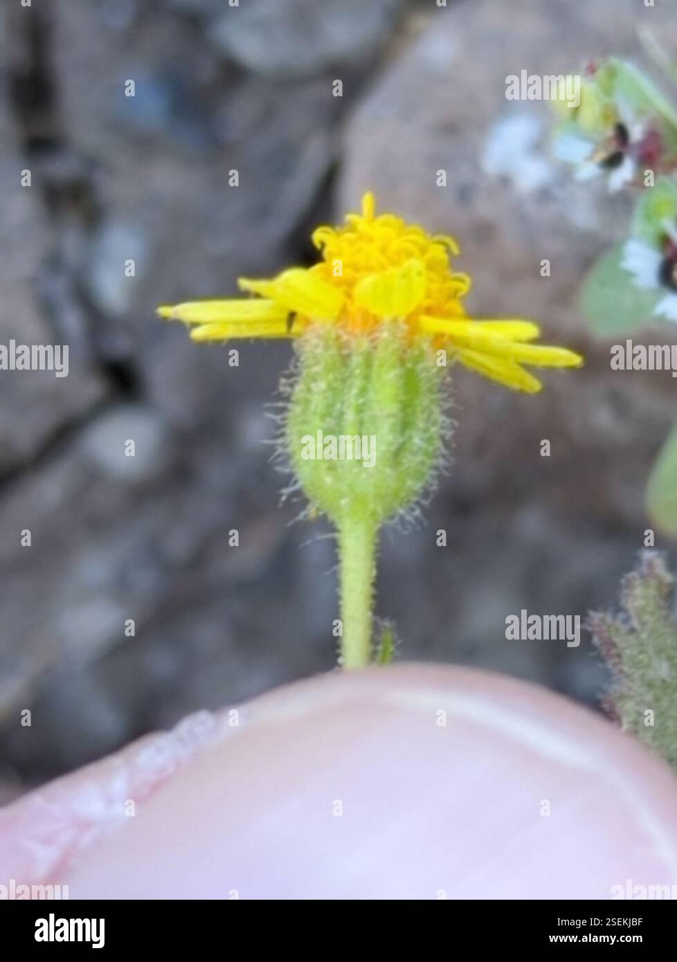 La Laguna rockdaisy (Perityle cuneata), Plantae, La Paz, MX-BS, MX ...