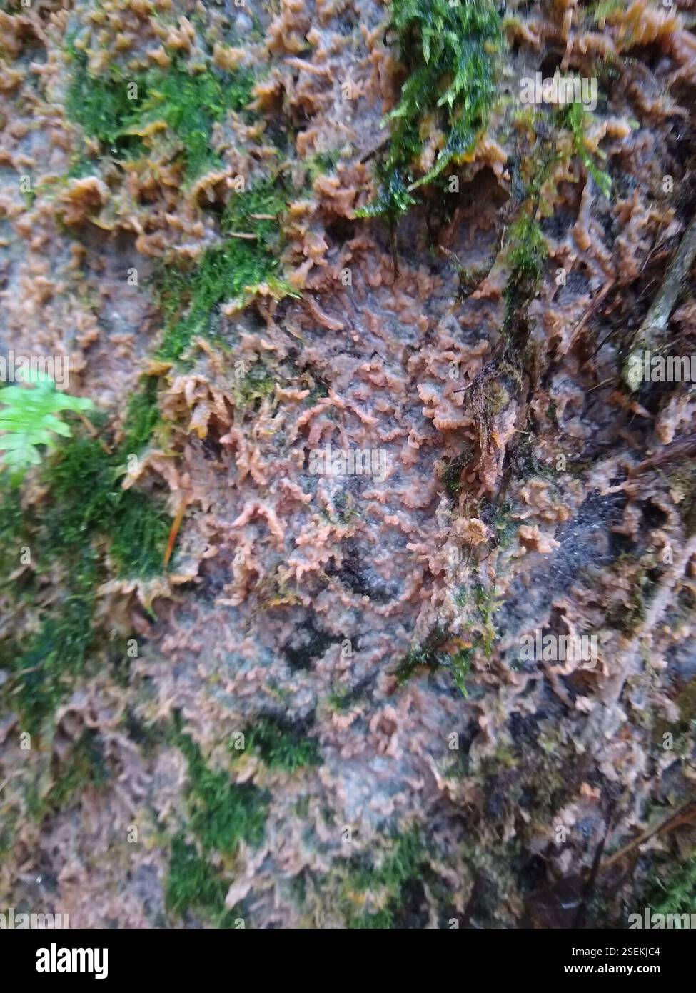 Fungi Including Lichens (Fungi), Fungi, Centralia, WA, USA, Strange ...