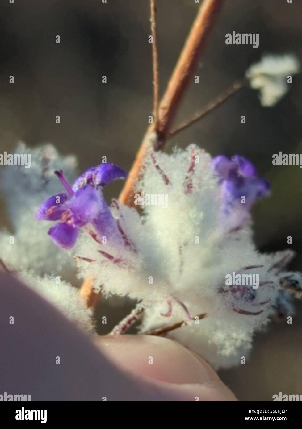 woolly desert lavender (Condea laniflora), Plantae, La Paz, BCS, Mexico ...