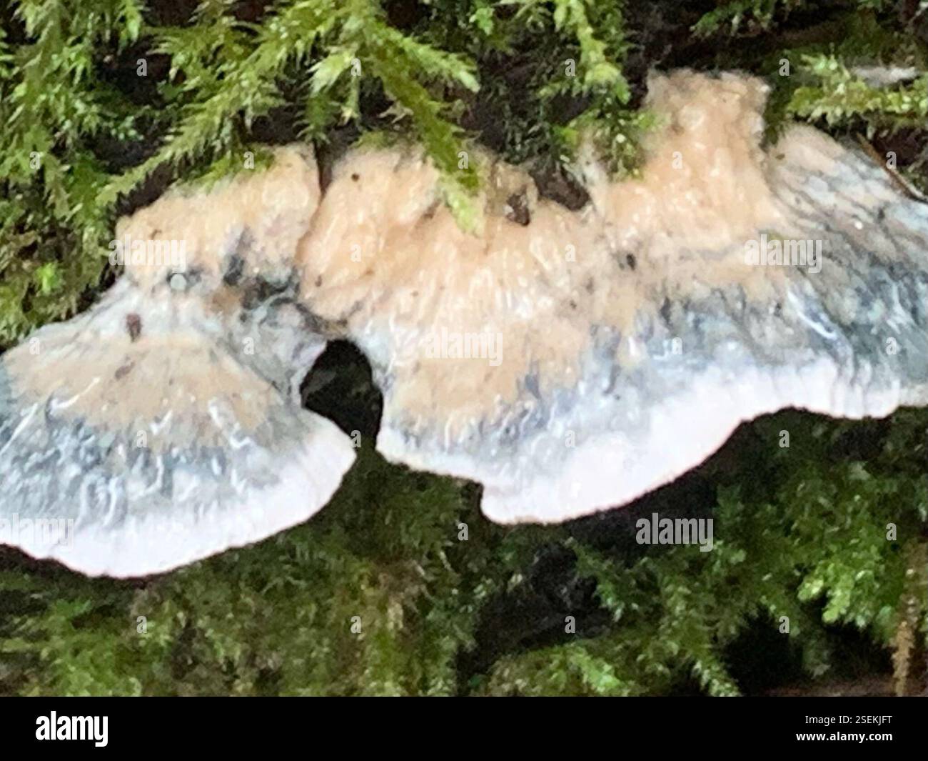 Blue Cheese Polypore (Cyanosporus caesius), Fungi, NW Arboretum Rd ...