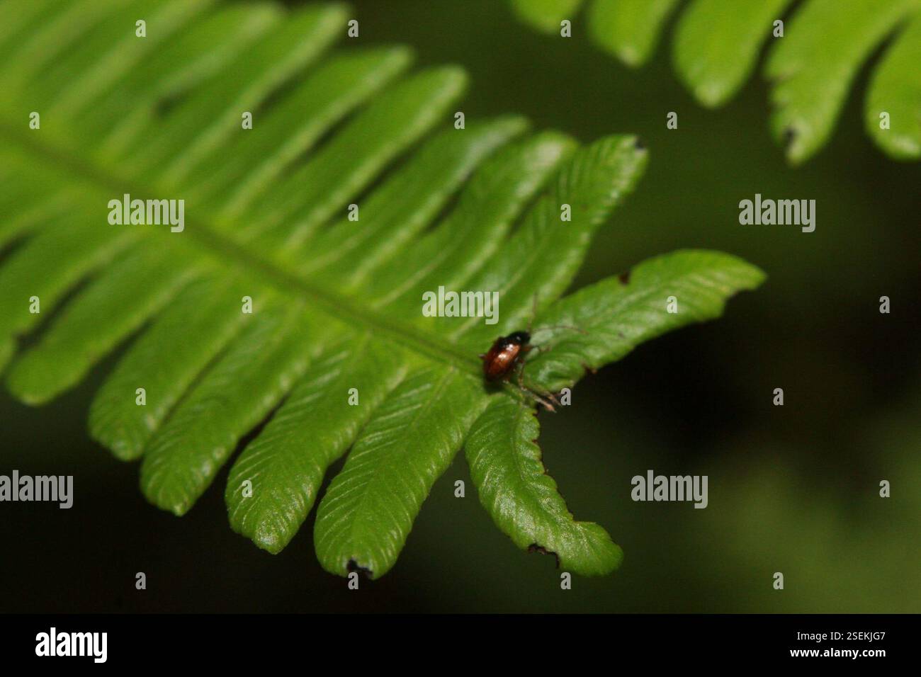 Leaf Beetles (Chrysomelidae), Insecta, Oxapampa, Peru Stock Photo - Alamy