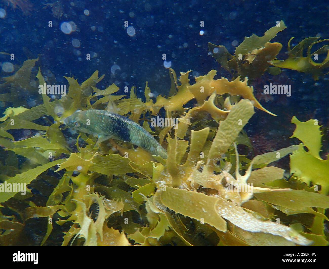 Bluethroat Wrasse (Notolabrus tetricus), Actinopterygii, Queenscliffe ...