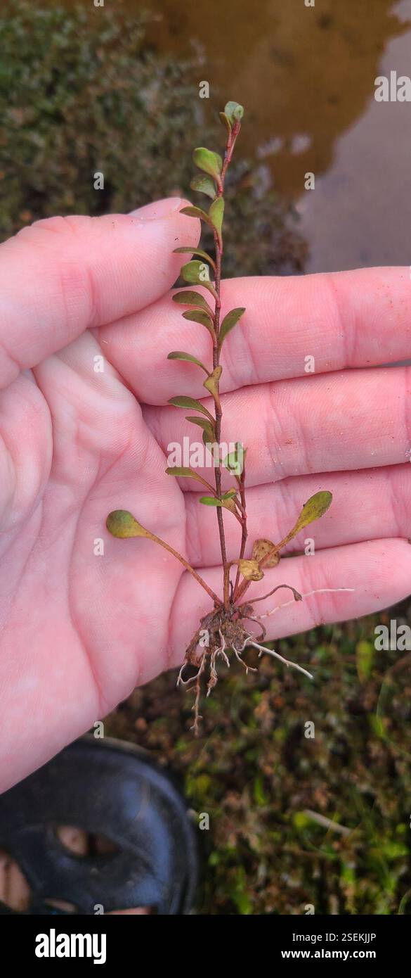 Sea Primrose (Samolus repens), Plantae, Aramoana, New Zealand Stock ...