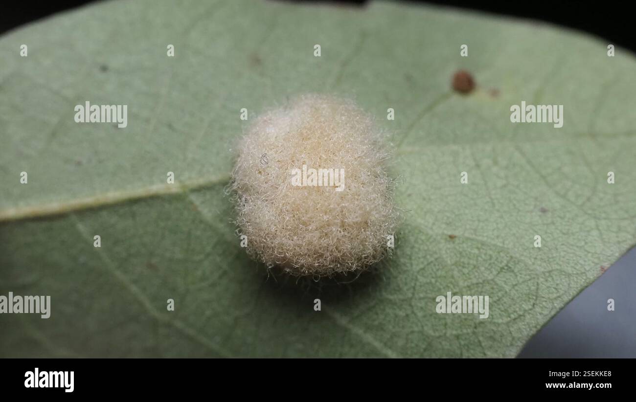 Wool-bearing Gall Wasp (Druon quercuslanigerum), Insecta, Rosewood ...