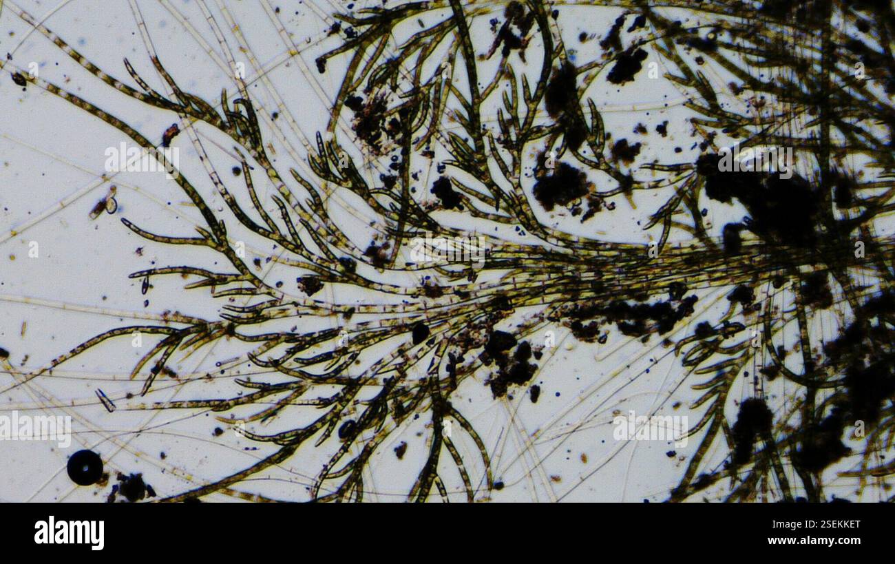 (Chaetophora lobata), Plantae, Funado, Itabashi City, Tokyo 174-0041 ...