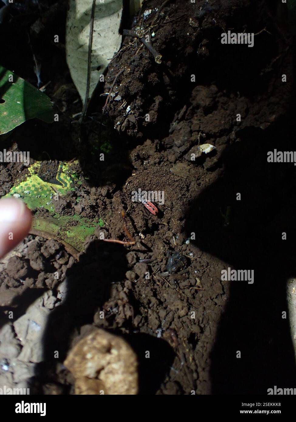 Assassin Bugs (Reduviidae), Insecta, Wongabel QLD 4883, Australia Stock ...