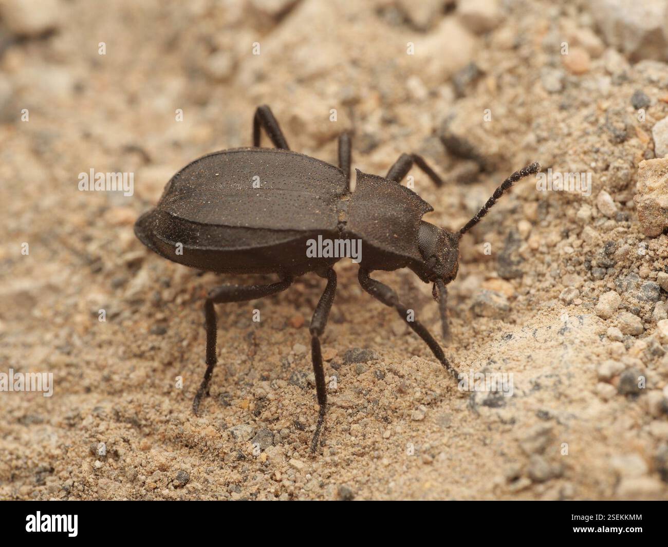 (Stenomorpha), Insecta, La Paz, Baja California Sur, Mexiko Stock Photo - Alamy