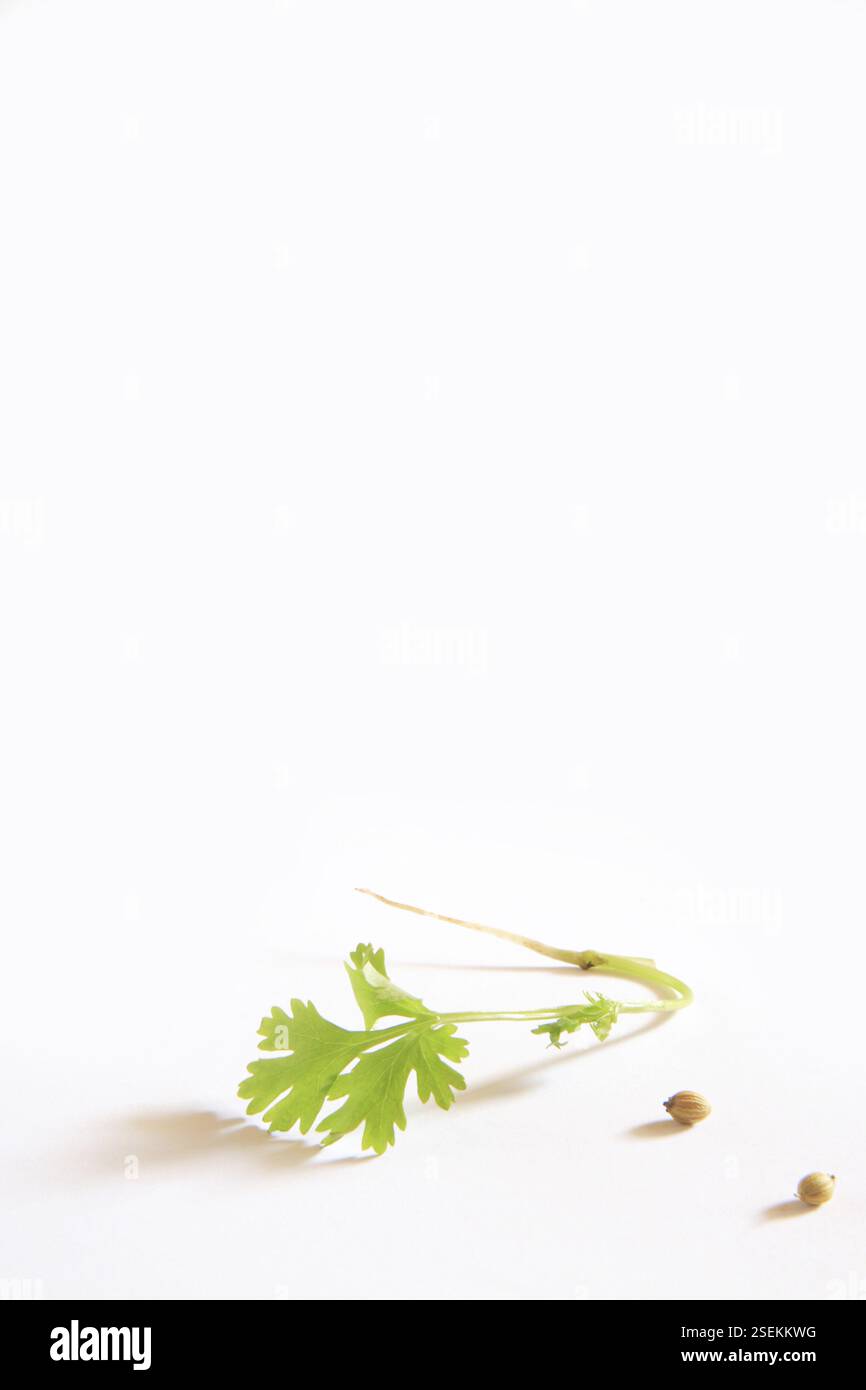 Indian spices, fresh Coriander leaves and seeds Dhania Coriand rum sativum on white background ...
