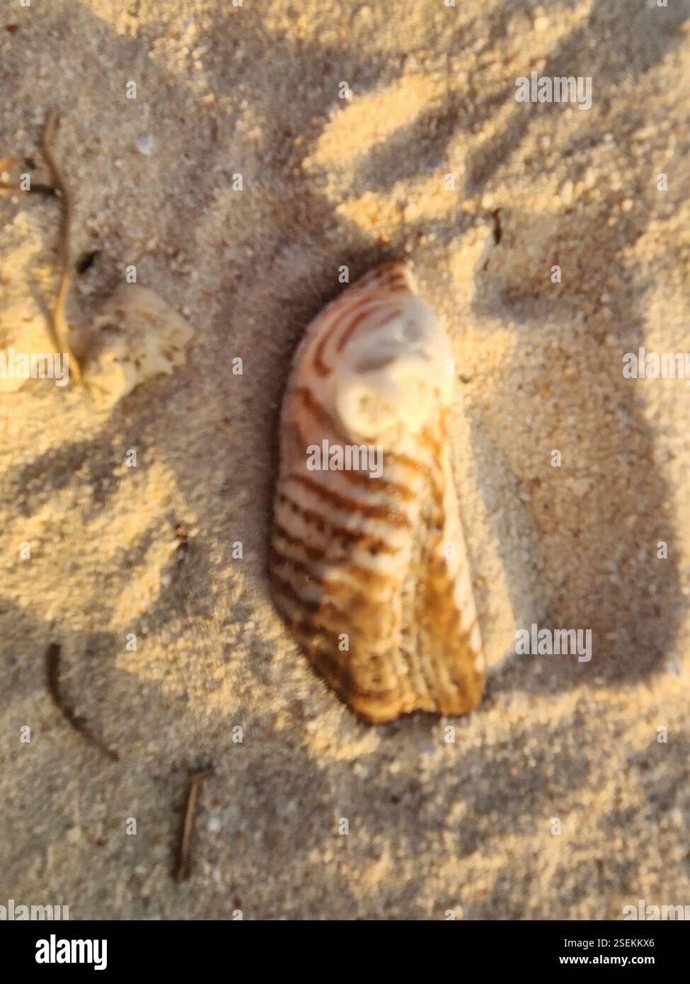 Turkey Wing (Arca zebra), Mollusca, Dry Tortugas National Park, Florida ...