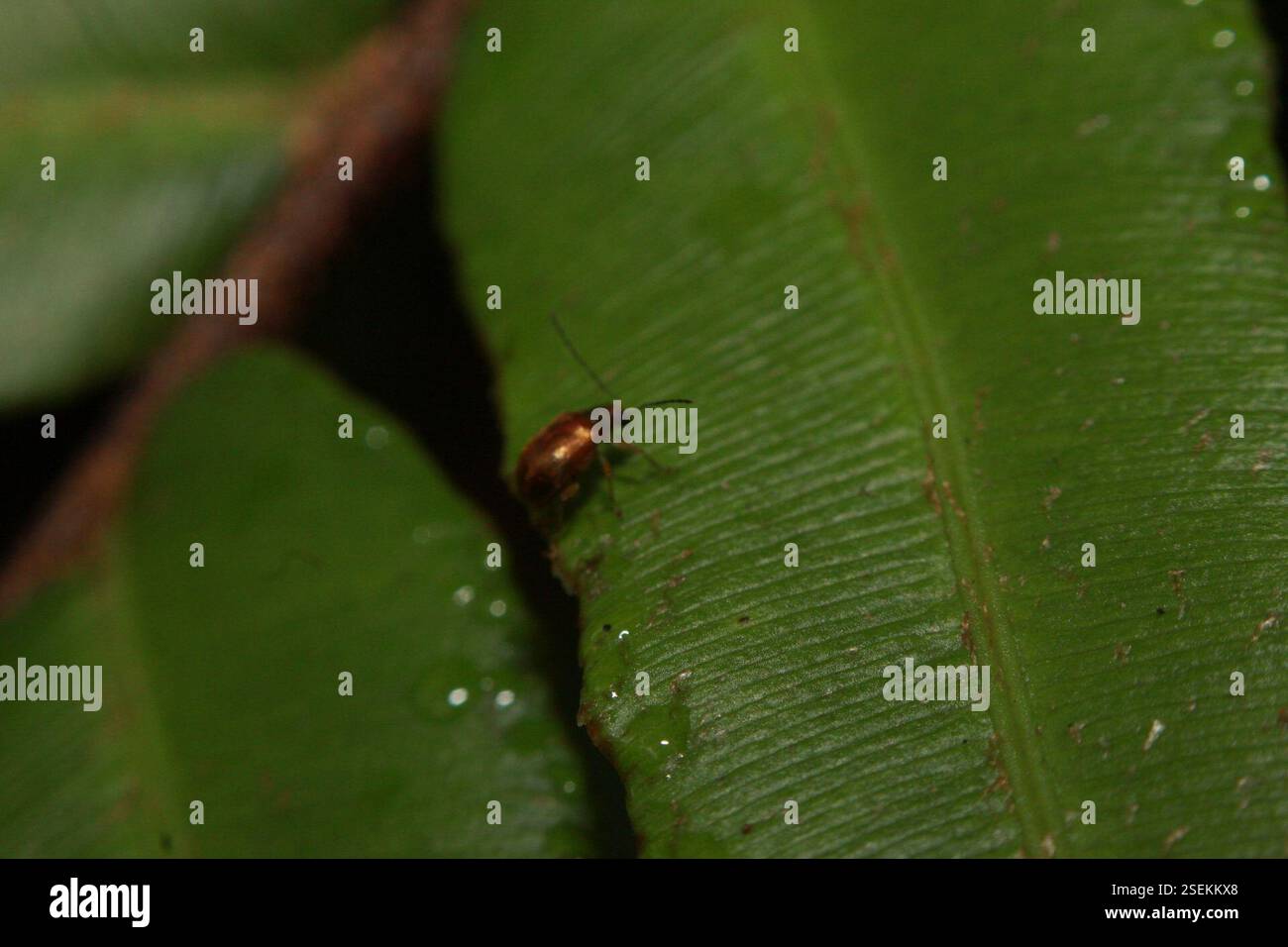Leaf Beetles (Chrysomelidae), Insecta, Oxapampa, Peru Stock Photo - Alamy