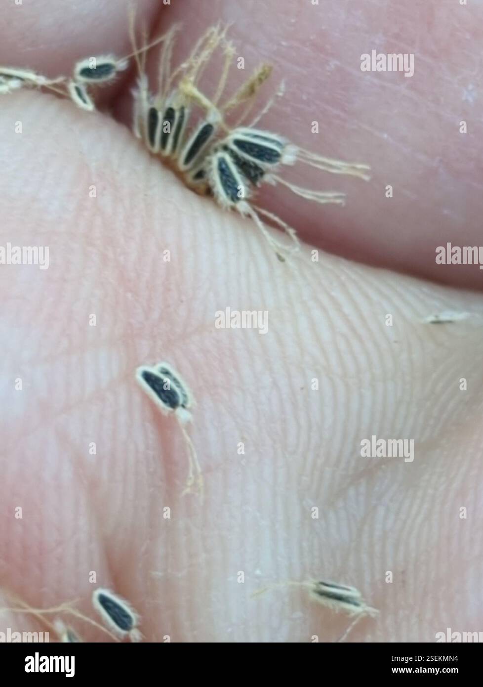 La Laguna rockdaisy (Perityle cuneata), Plantae, La Paz, MX-BS, MX ...