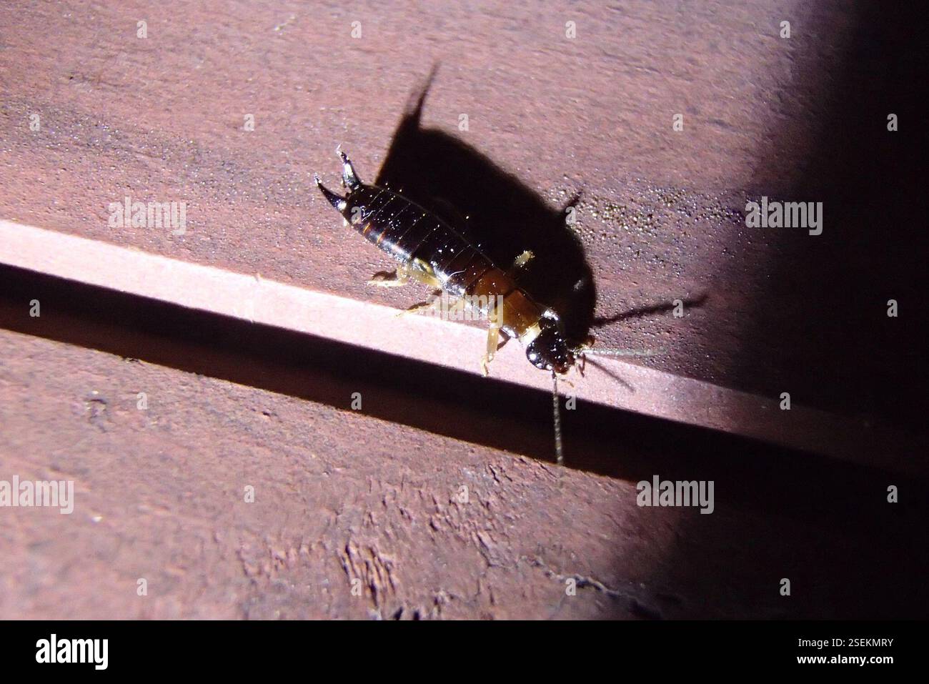 (Anisolabididae), Insecta, 62 Railway Parade, Wentworth Falls NSW 2782 ...