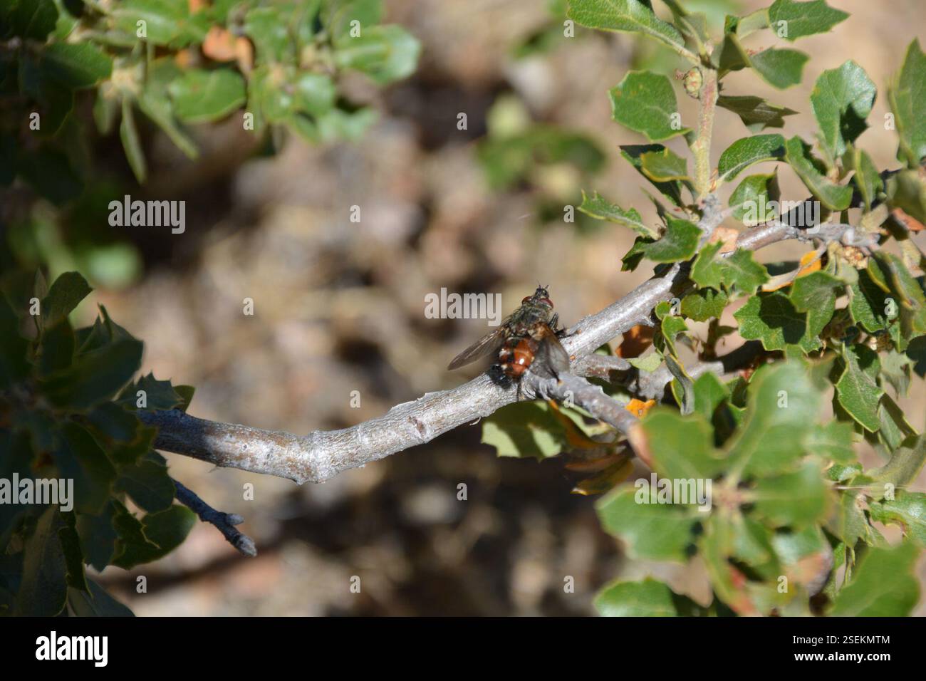 (Paradejeania), Insecta, San Luis Obispo County, CA, USA, on interior ...