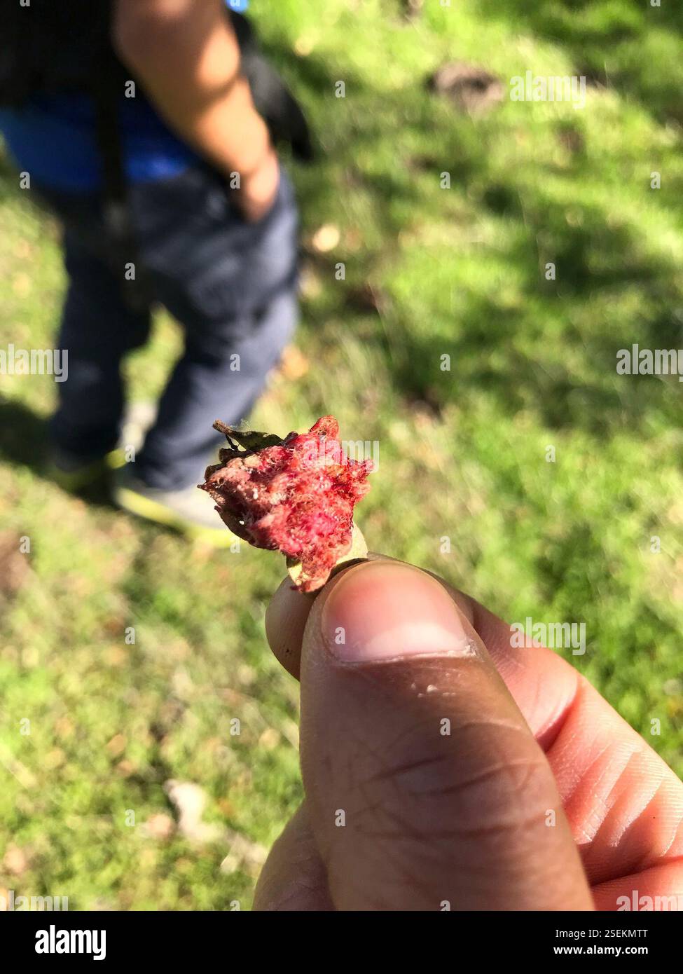 Gall Wasps (Cynipidae), Insecta, Morgan Territory Regional Preserve ...