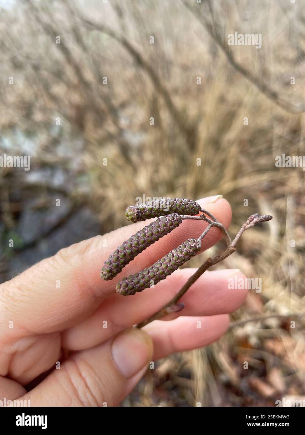 smooth alder (Alnus serrulata), Plantae, North Carolina, US, Edge of ...