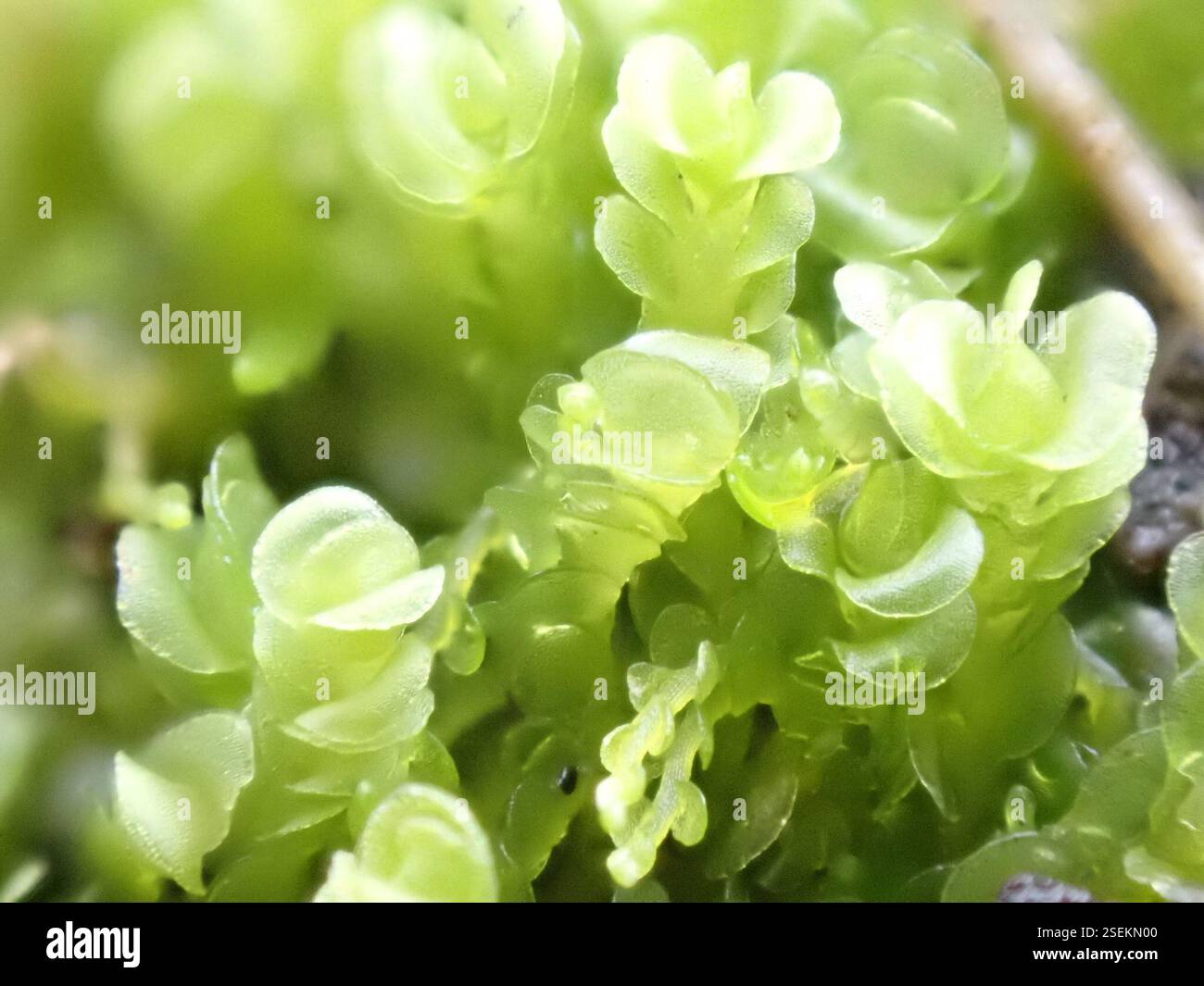 Crenulated Flapwort (Solenostoma gracillimum), Plantae, Kampina en ...