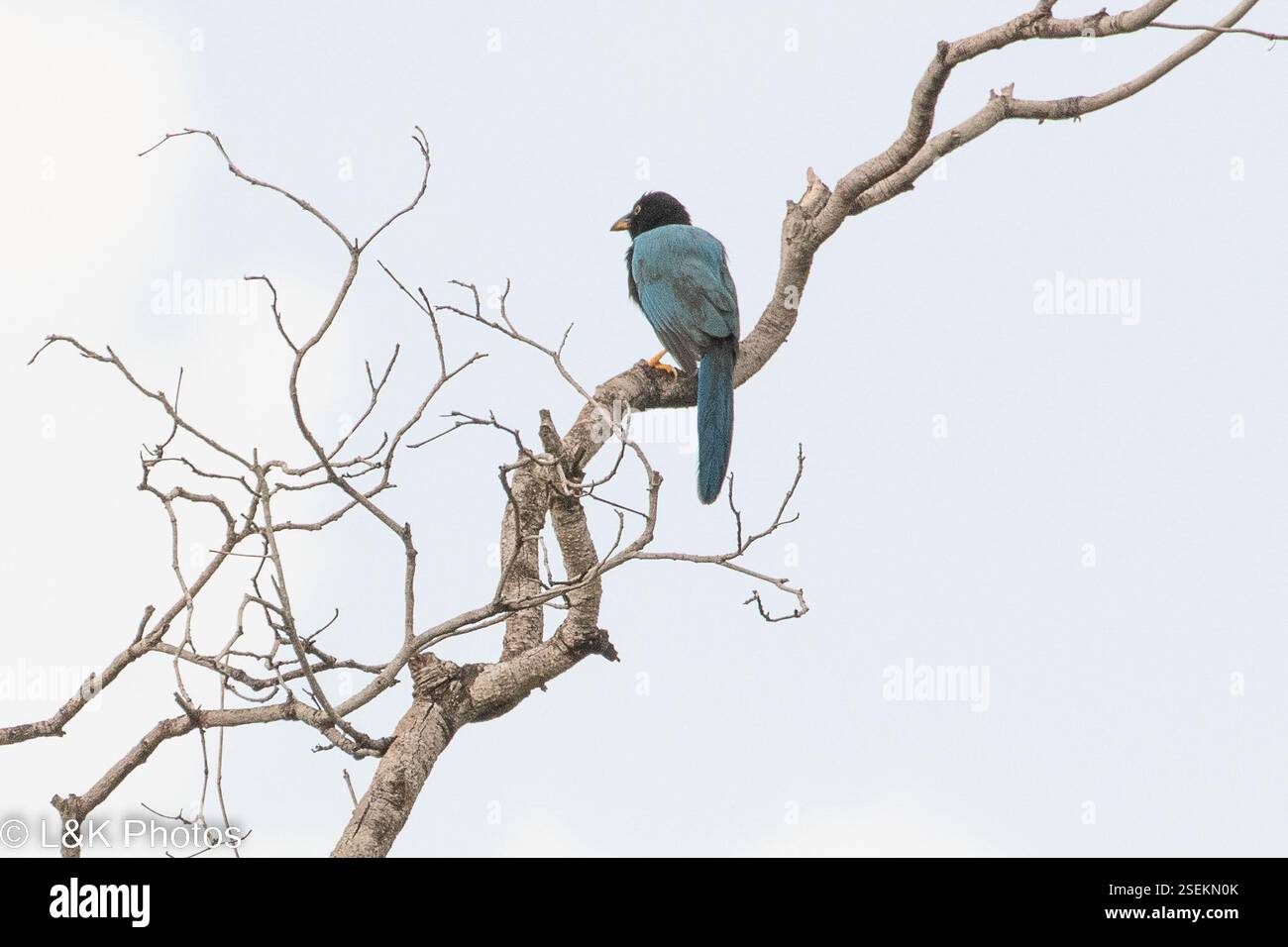 Yucatan Jay (Cyanocorax yucatanicus), Aves, Corozal District, Belize ...